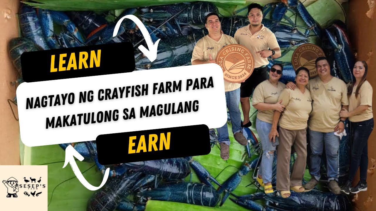 Australian Red Claw Crayfish Farming: Nagtayo ng Crayfish Farm para ...