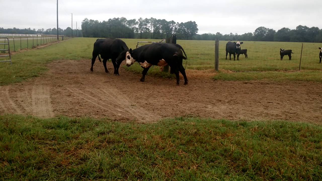 Tripod the three legged bull - YouTube