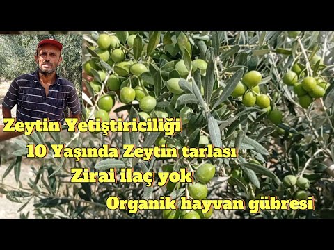 Zeytin Yetiştiriciliği,10 Yaşındaki Zeytin bahçesinde verim.Zeytin fiyatları 2024. #keşfet #zeytin