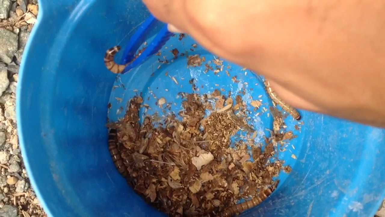 Toad Eating Worm - YouTube