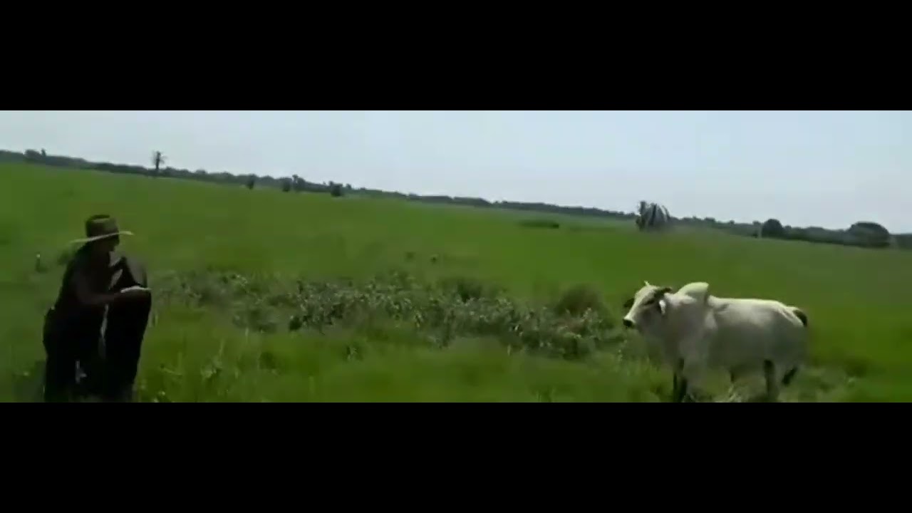 toriando un toro al estilo criollito pariente - YouTube