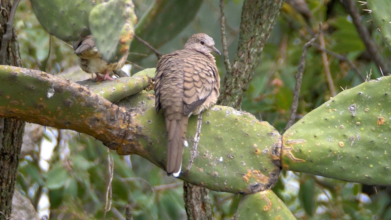 Inca Dove and its Call - YouTube