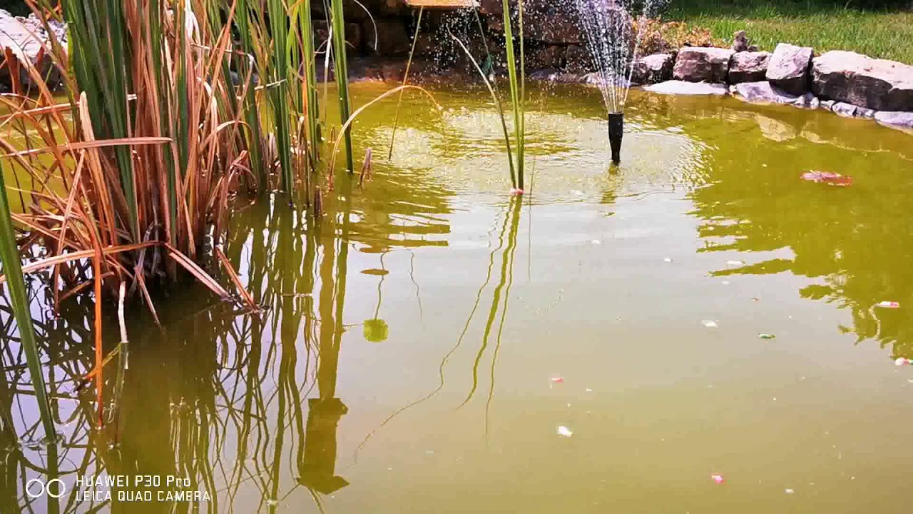 Koi fish feeding - Koi ponty etetés - YouTube