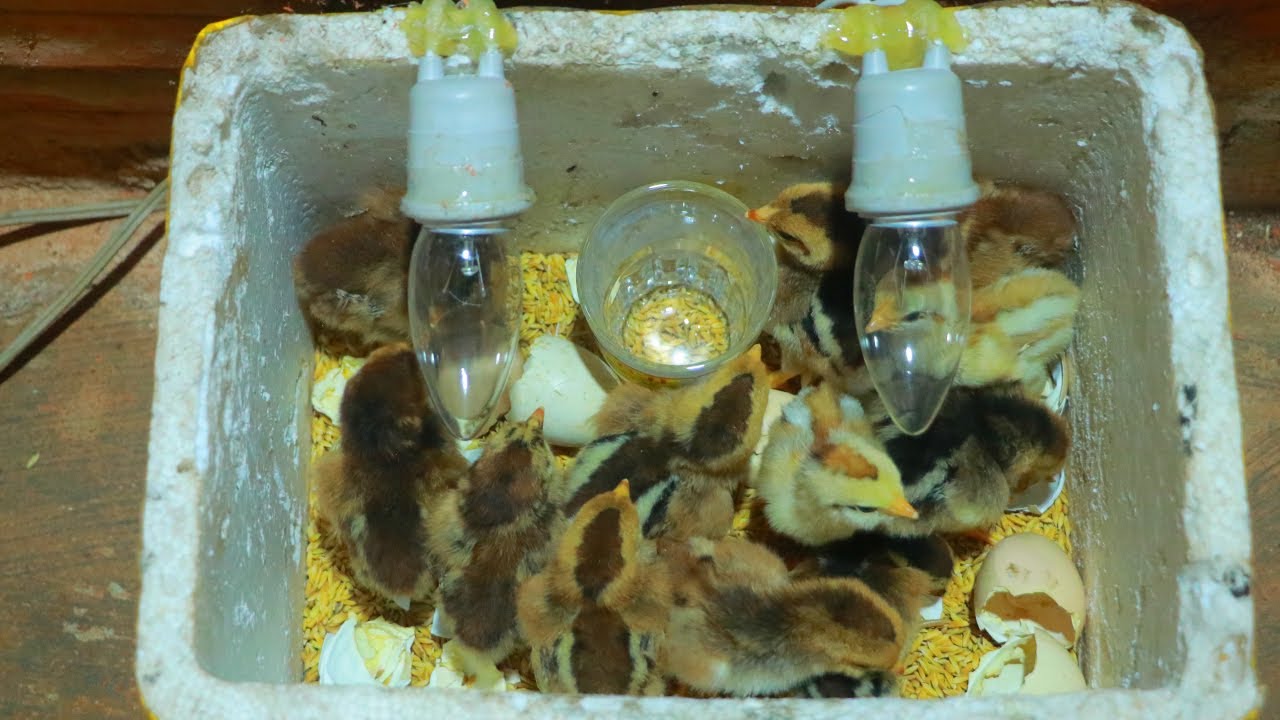 How to make a home incubator from a foam box - Ideas easy hatching ...