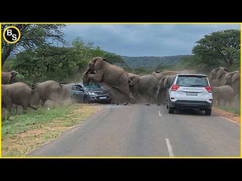 Brutal Encounters Animals vs Cars Caught on Camera