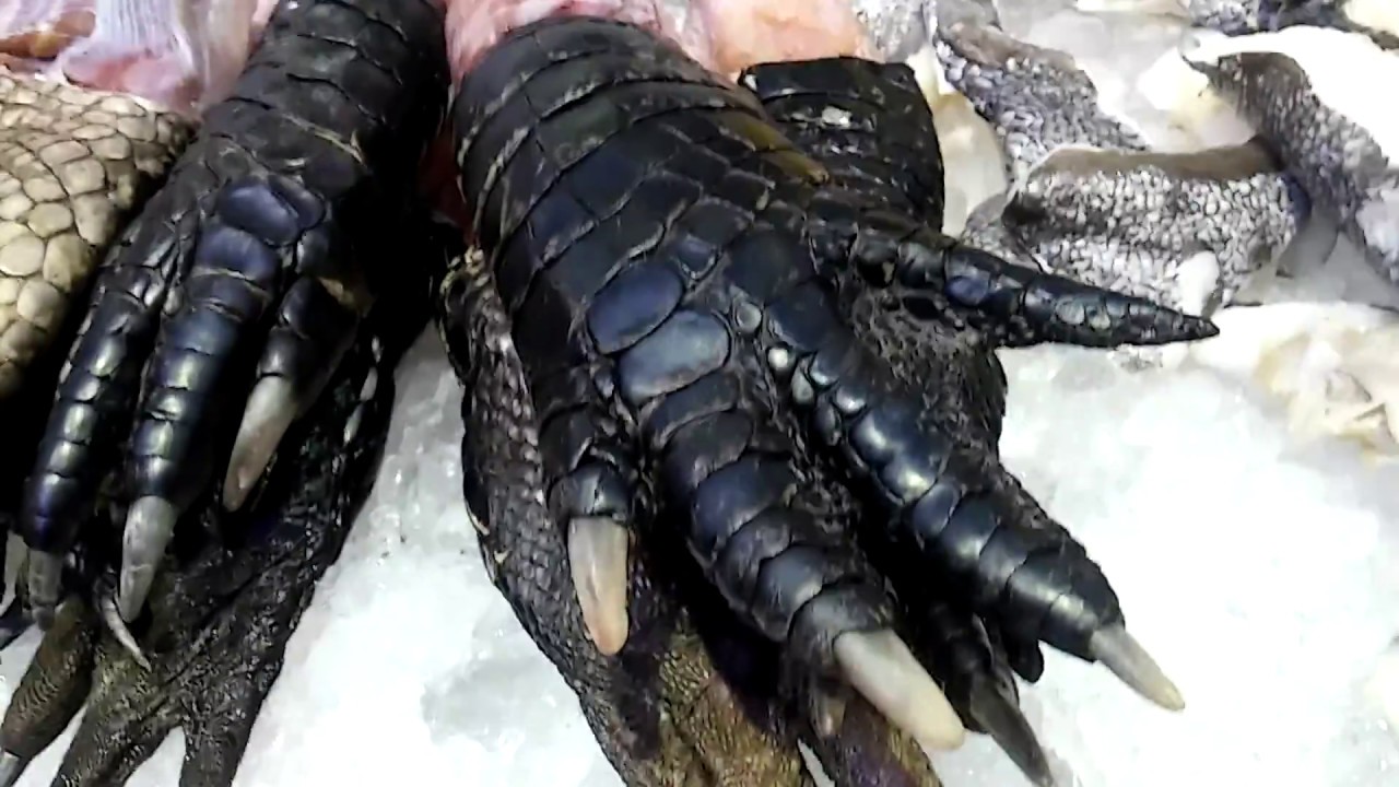 Chef ramsey. Exotic food raw alligator legs on display in super market ...