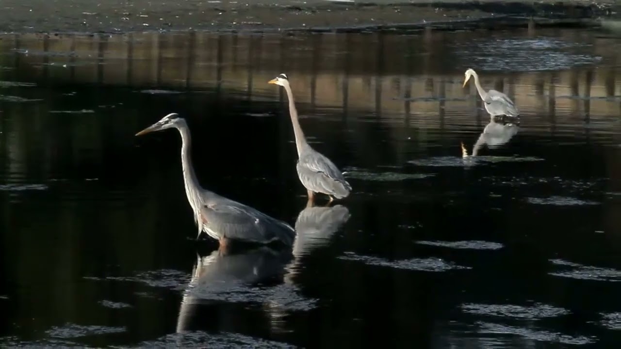 Great Blue Herons - YouTube