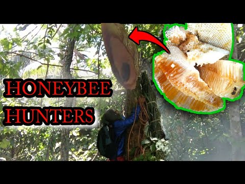 Hunting Wild Honeybee - Putyukan - YouTube