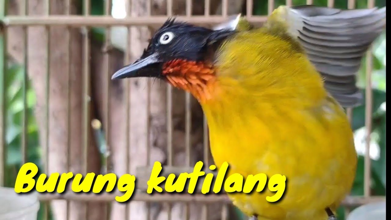 Burung kutilang emas Gacor Pancingan kutilang emas - YouTube