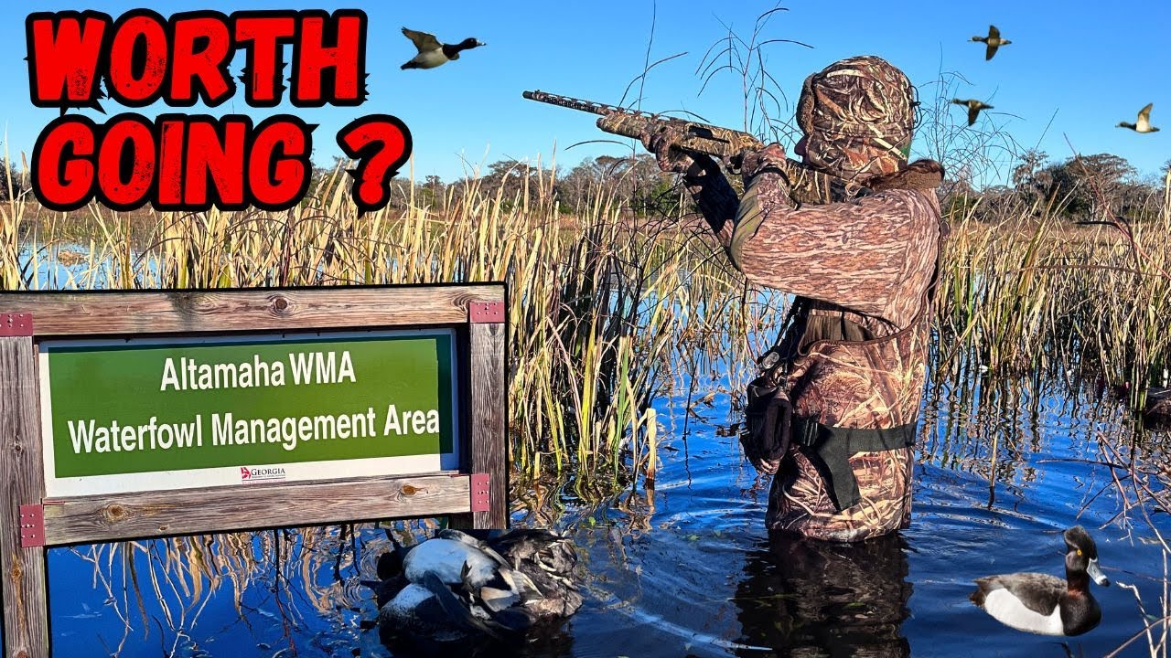Butler Island Duck Quota Hunt...Watch Before You Go! {Darien, Georgia ...