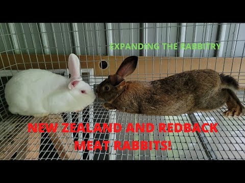 We bought more meat rabbits | New Zealand and Redback rabbits - YouTube