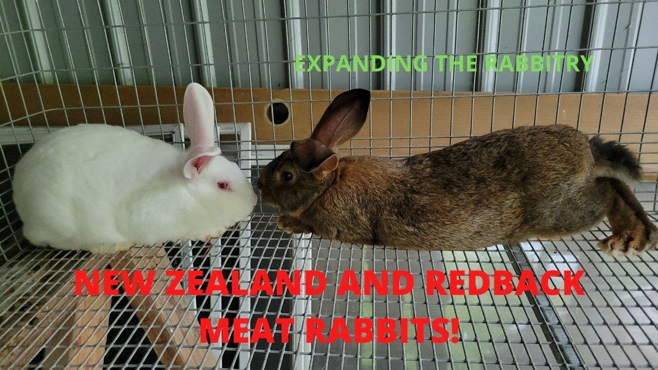 We bought more meat rabbits | New Zealand and Redback rabbits - YouTube