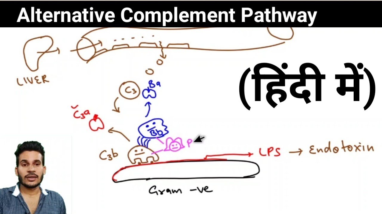 Complement Activation || Alternative pathway || Immunology - YouTube