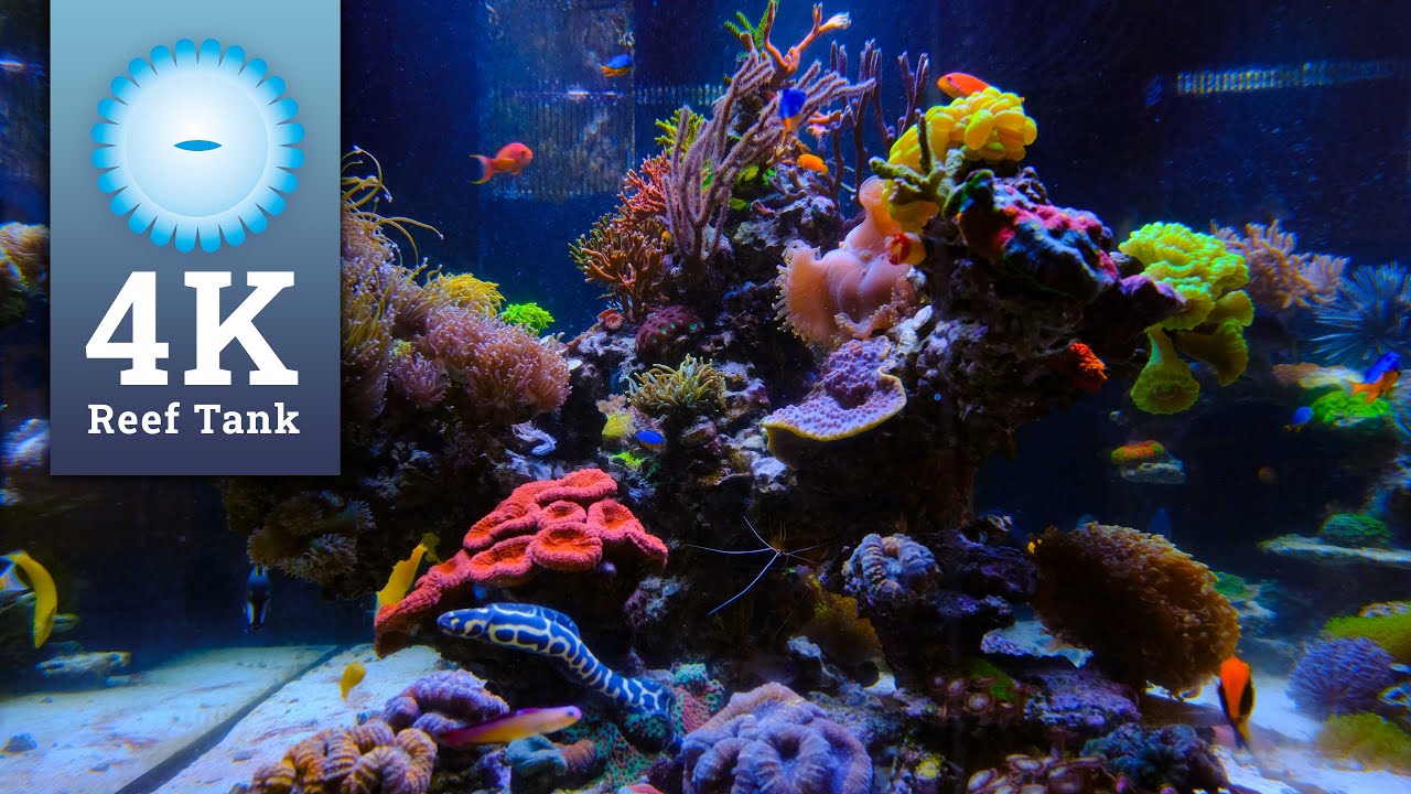 4K Cinematic Reef Aquarium - LPS Dominated Reef Tank - YouTube