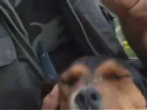 yaşar köpek eğitmeni