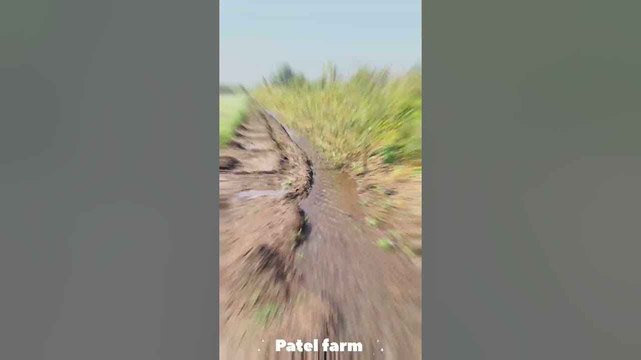 Dhaniya me Pani chalaya ja raha he.,##water#dhaniyakikheti #farming #patelagriculture #nature ...