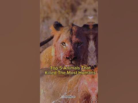 Top 5 Animals That Killed The Most Humans #shorts - YouTube