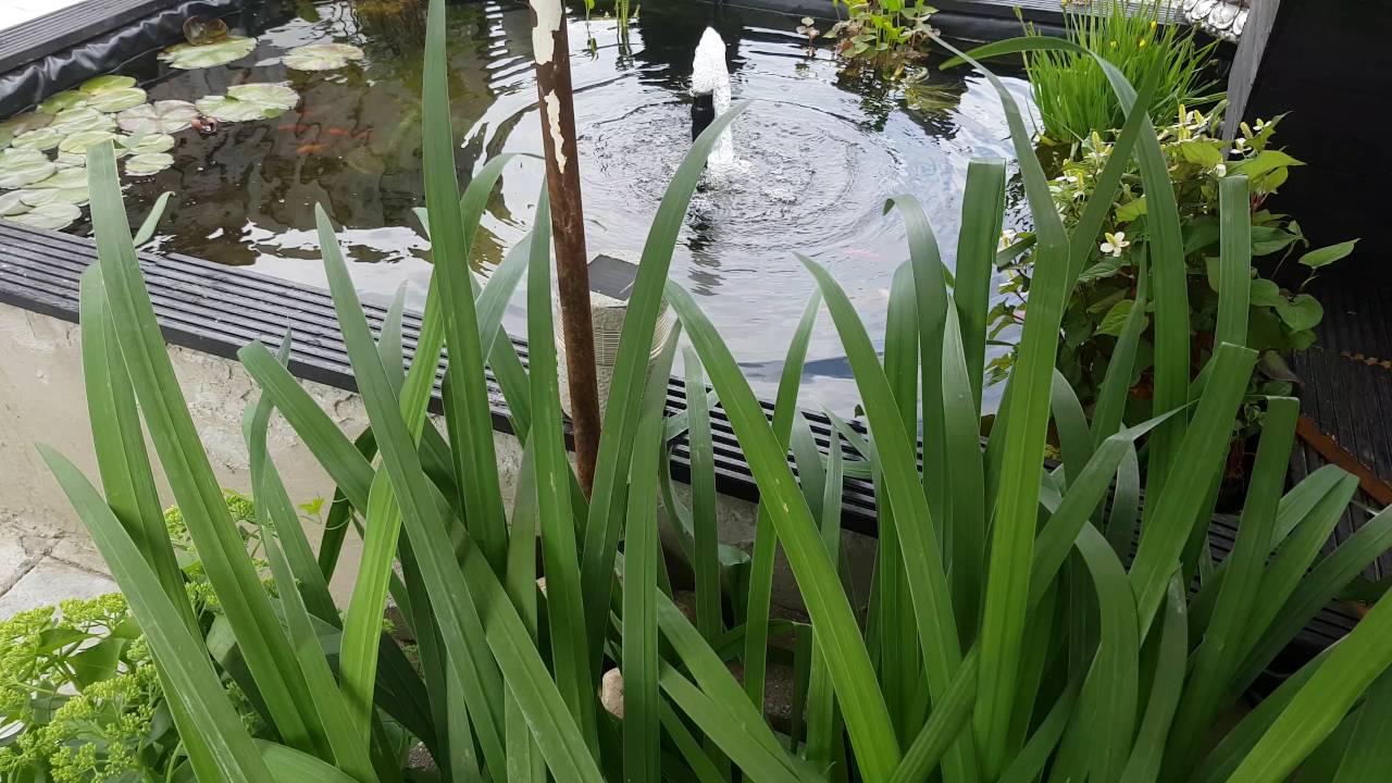 4k vijver video - YouTube