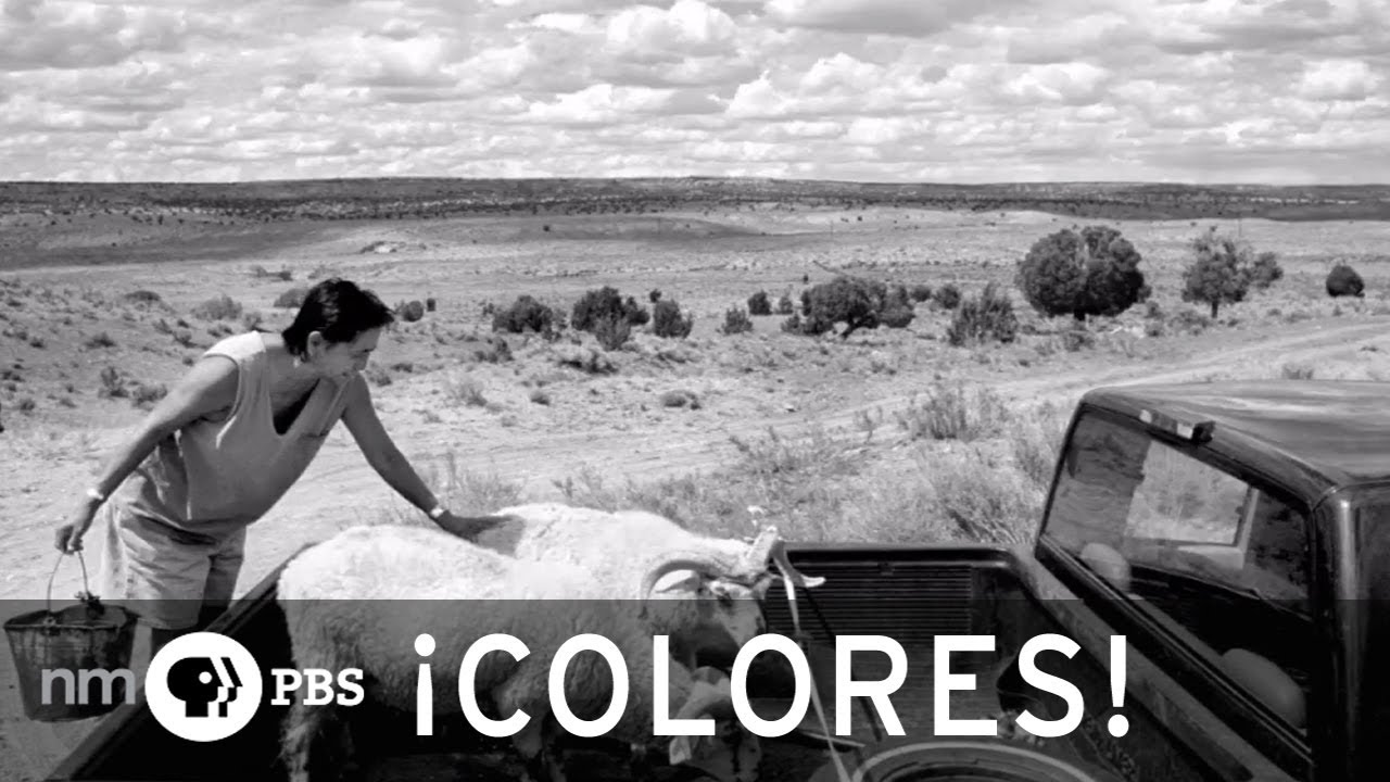 NMPBS ¡COLORES!: Sharon Begay and Churro Sheep - YouTube