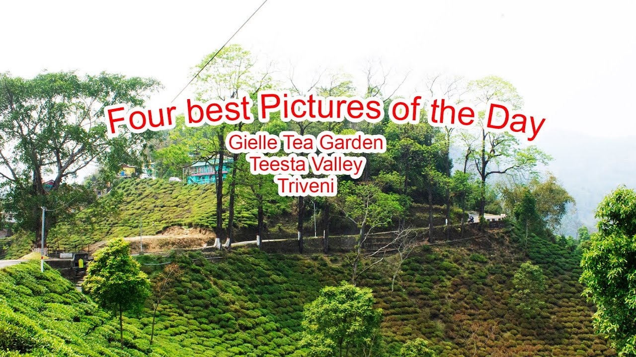 Takdah to Triveni Via Gielle Tea Garden, Teesta Valley | Download ...