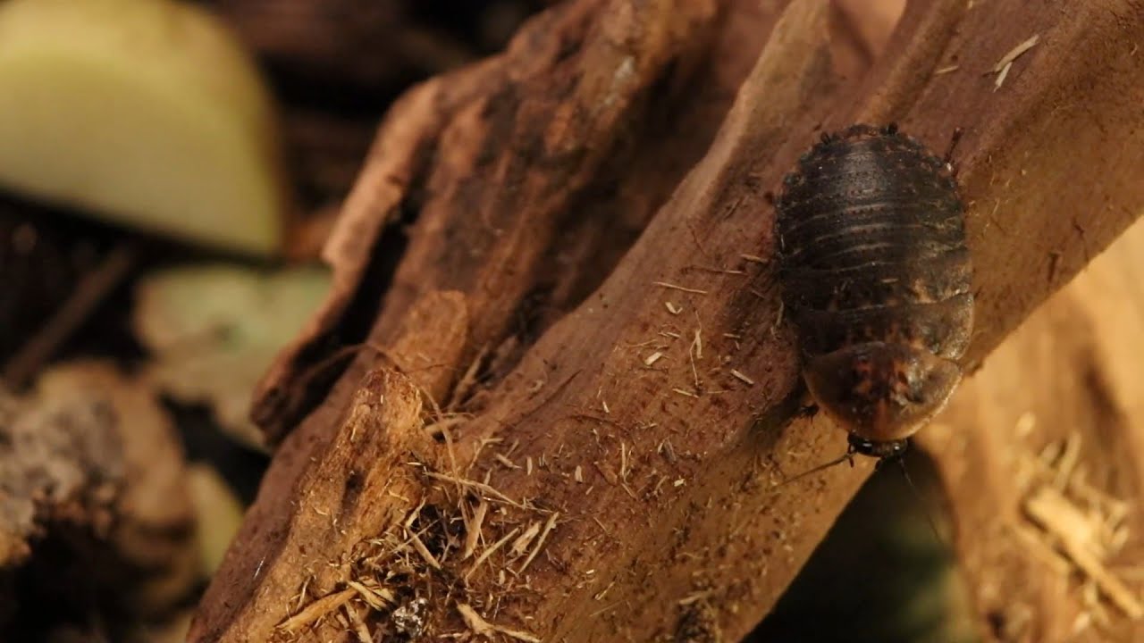 discoid roaches doing discoid roach things - YouTube