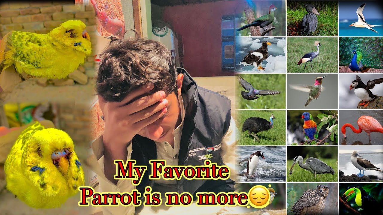 My favorite parrot is no more 😔|| Alvida sheru RIP😭||Abdullah sameer 😍birds🥰 - YouTube