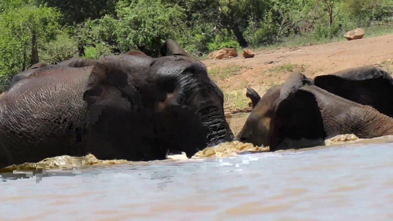 Animals regulating body temperature. - YouTube