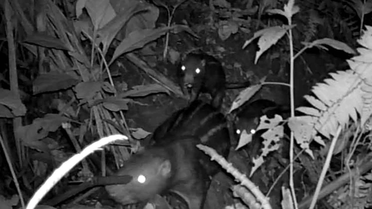 Pacarana ou Paca-de-rabo - YouTube