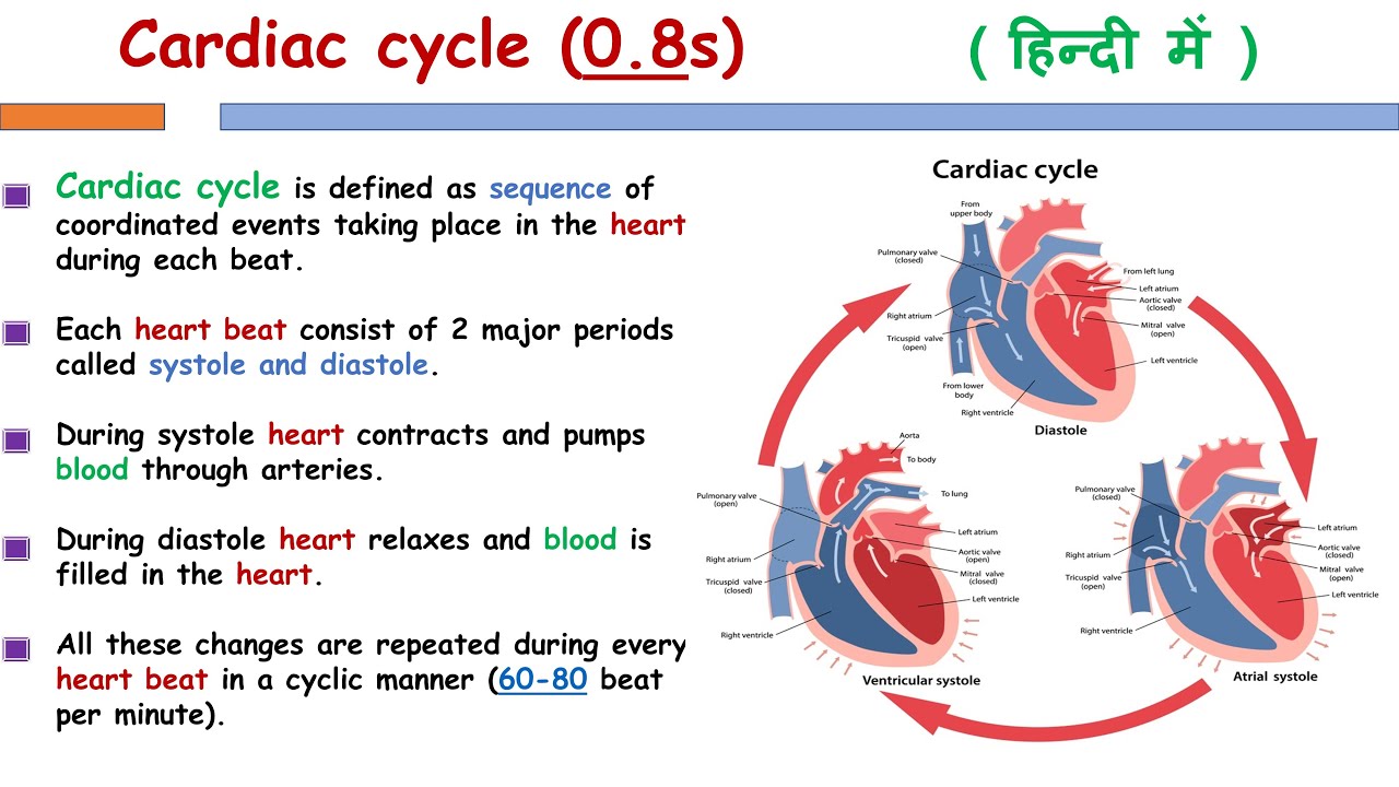 Heart || Heart Anatomy || Cardiac Cycle In Hindi || Heart Cycle ...