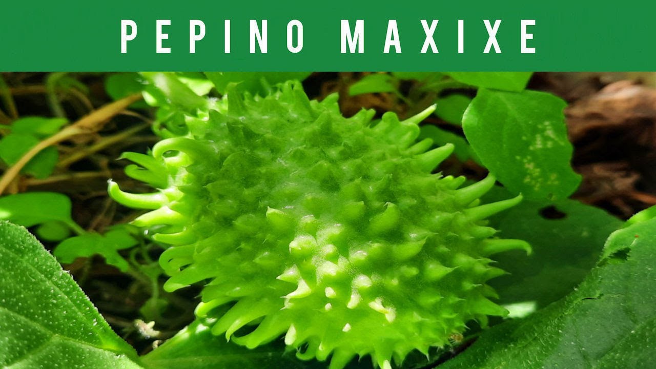 🔵PEPINO MAXIXE, SILVESTRE, de MONTE, CHAYOTILLO (WEST INDIAN GHERKIN ...
