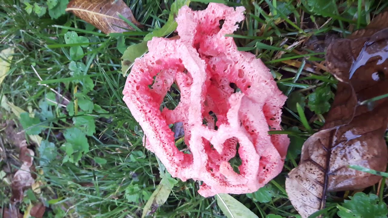 Red cage fungus mushroom clathrus ruber in Auvergne France - YouTube