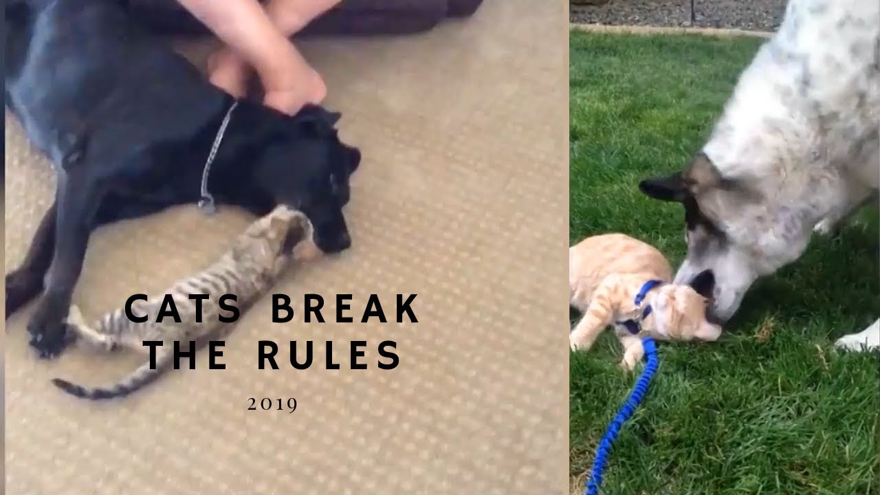 Cats Break the Rules #2 - YouTube