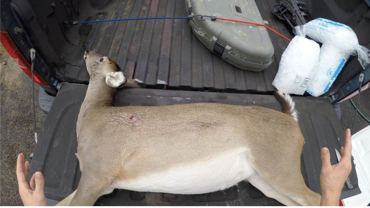 Where to Shoot a Deer? Full Skinning Breakdown of Vital Organs! - YouTube