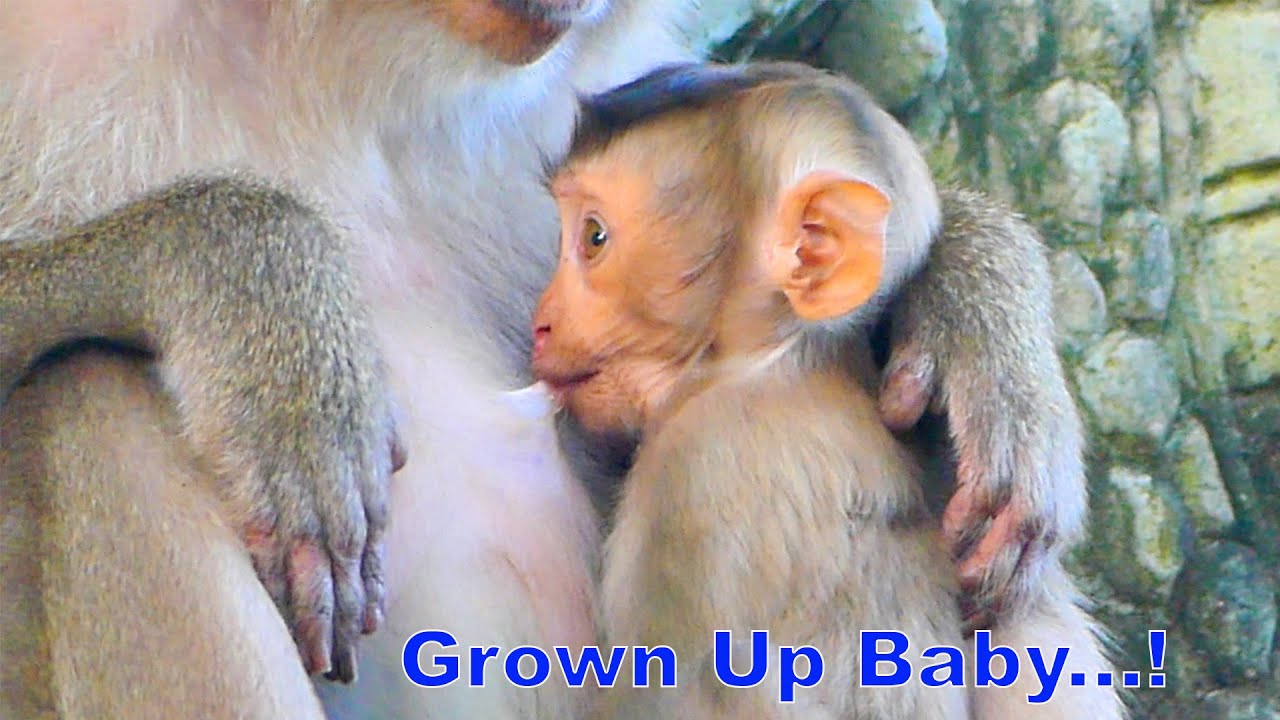 Good Clip....Grown up Monkey Pedro Drinking Milk Hungry With Good care ...