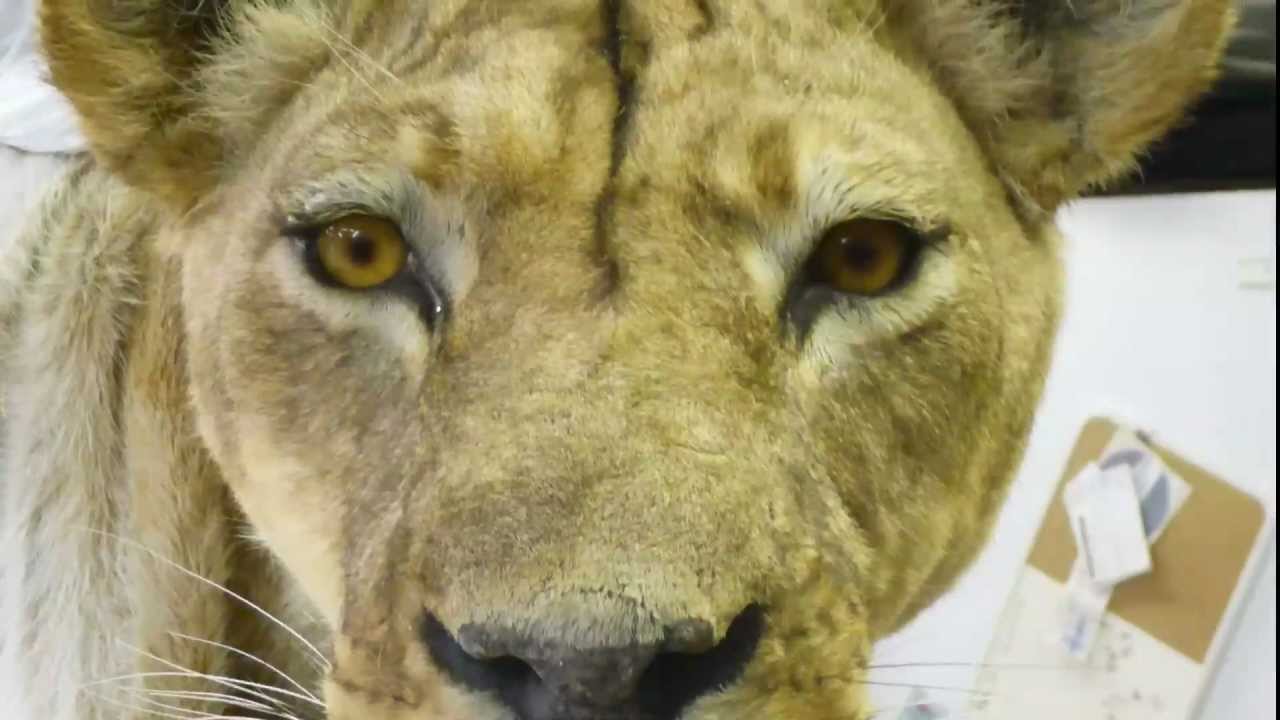 ALM Taxidermy - YouTube