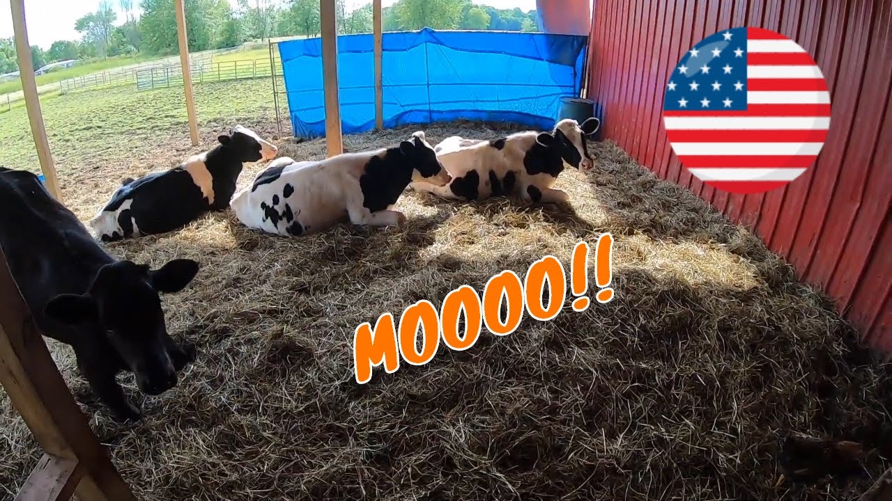 A FARM DAY VLOG! - YouTube