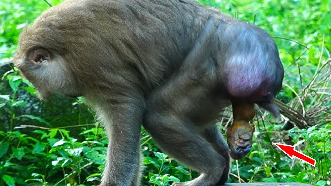 Million Pity to Mama Ashley, She lost her newborn baby after birth, RIP Baby - Monkey Funan ...