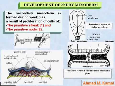 21 General Embryology Development of 2ndry Mesoderm - YouTube