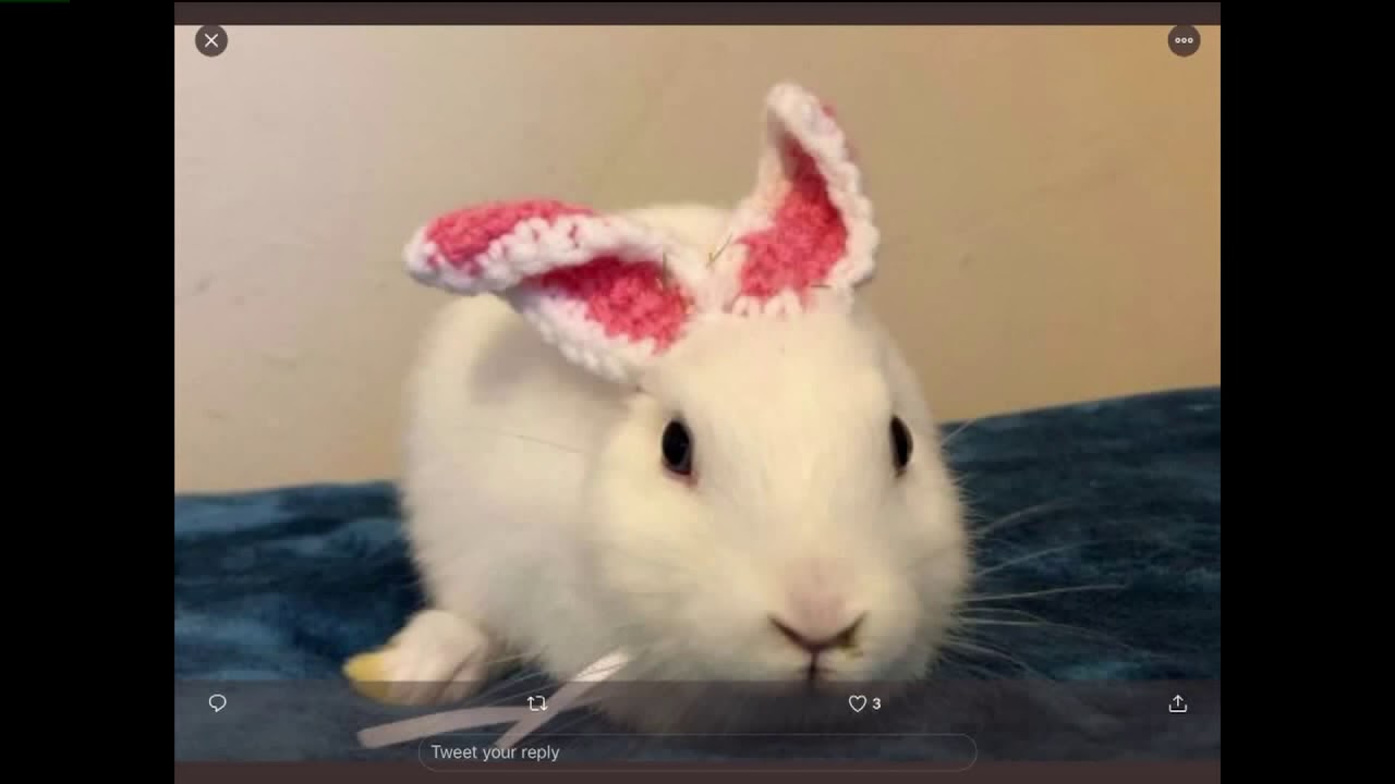Earless bunny gets hand-crafted replacements - YouTube