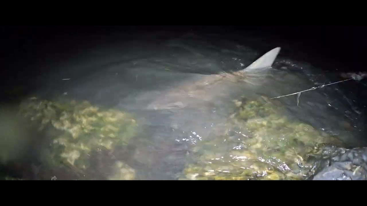 CATCHING 7FT SHARK OFF OUR LAWN?? - YouTube