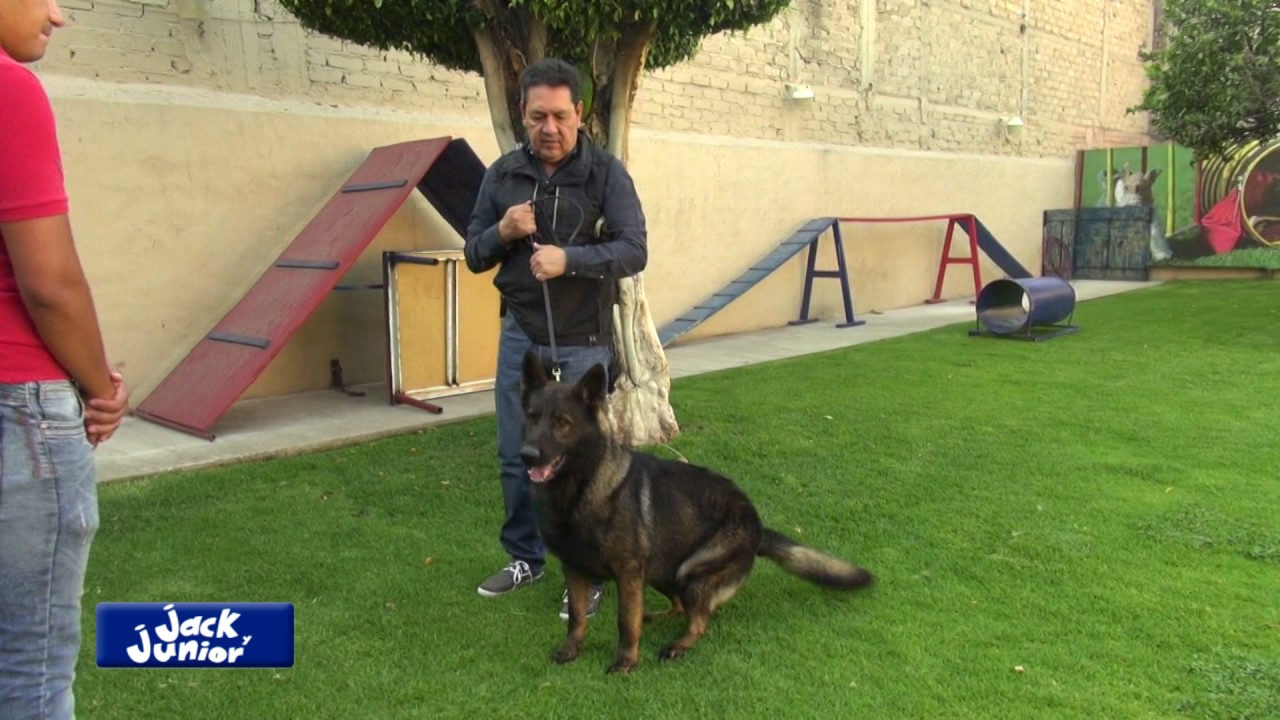 Perros de Guardia y Protección 1 - YouTube