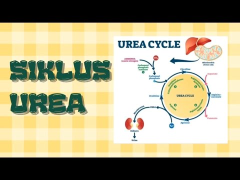 SIKLUS UREA KELOMPOK 3 RA - YouTube