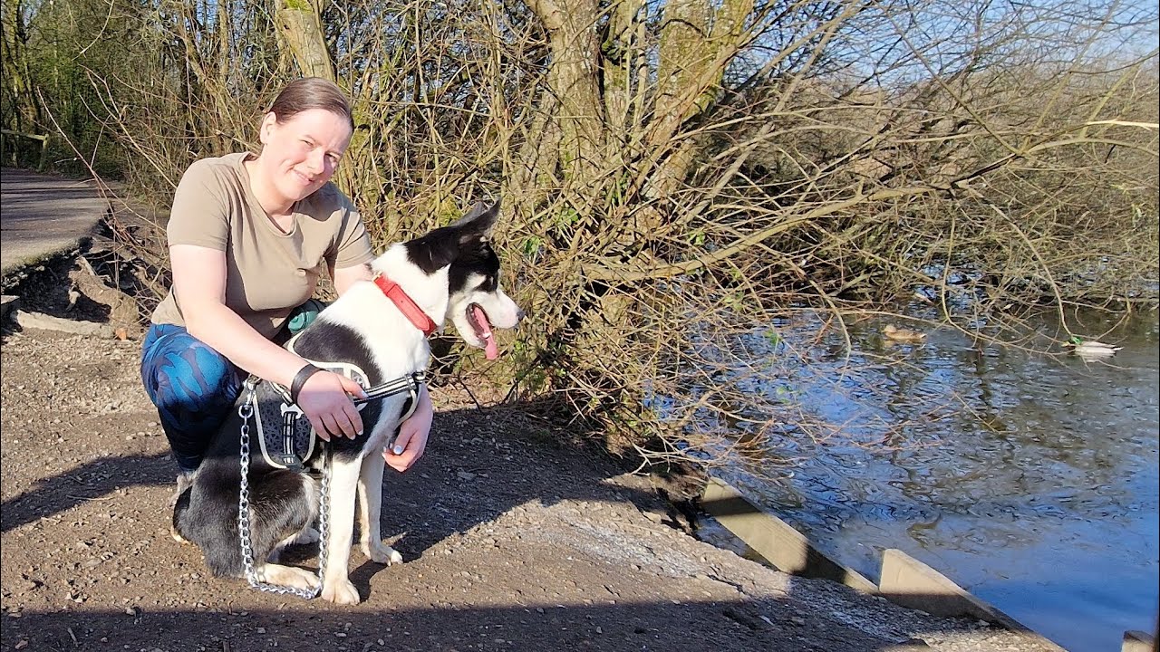 Dog without lead snaps at my dog. Zero recall. Owner doesn't seem to ...