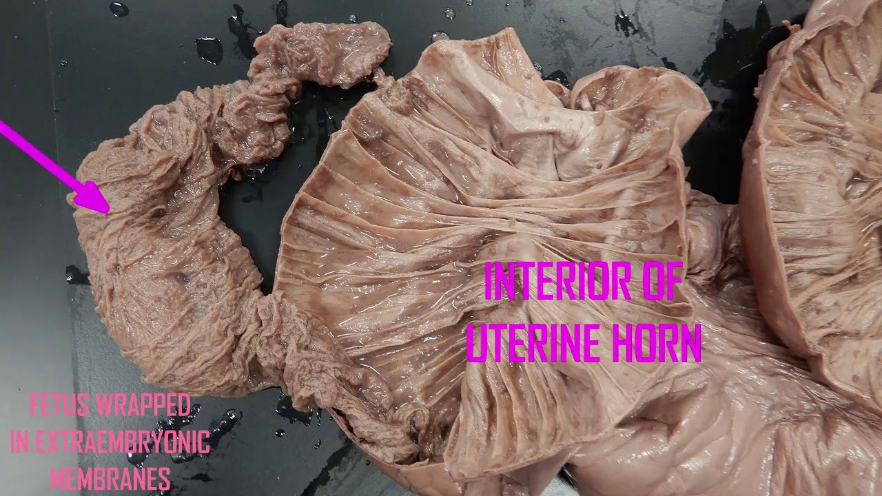 female pig reproductive system in pregnancy - YouTube