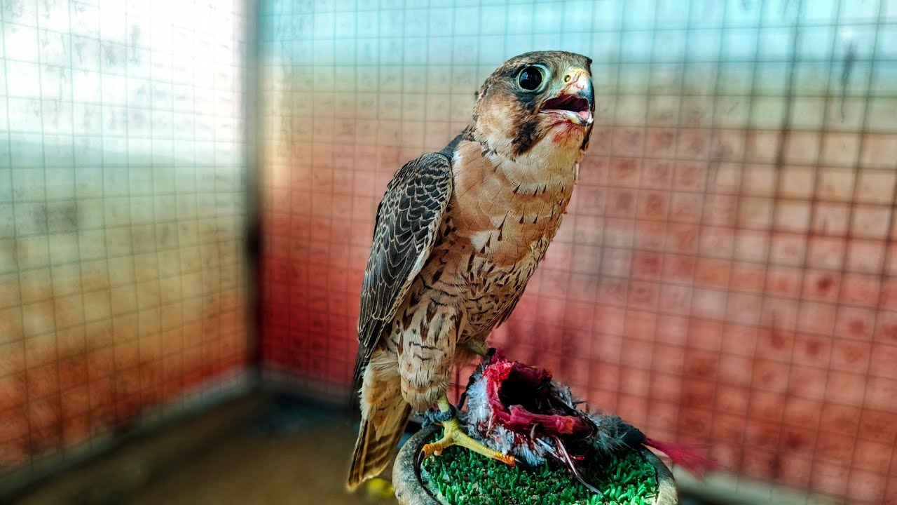 Tips for Handling a New Falcon: A Guide for Beginners - YouTube