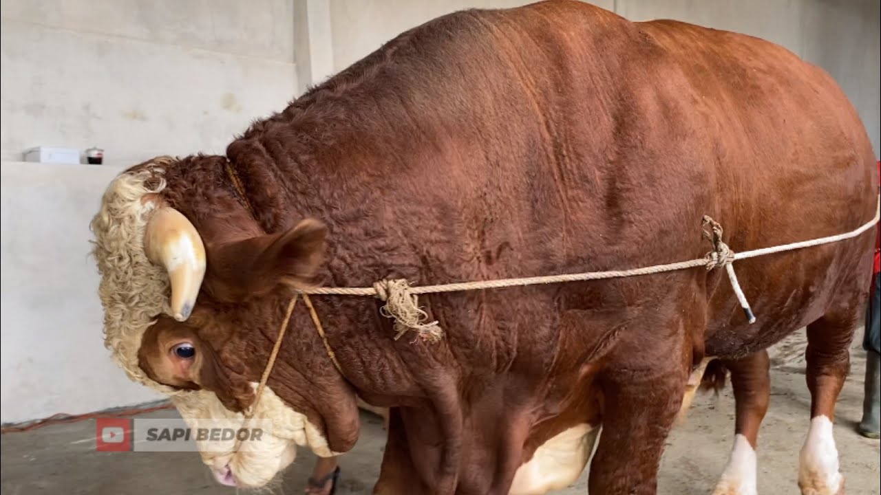 SAPI JUMBO DAN SUPER DARI MONGGO MULYO FARM READY ️🔥🔥🔥 - YouTube