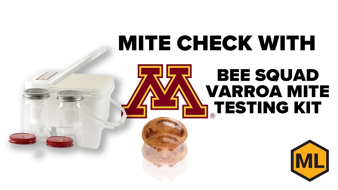 Mite Check with Bee Squad Varroa Mite Testing Kit - YouTube