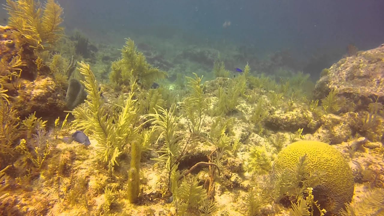 Diving French Reef with Madeline, Key Largo, Fl - YouTube