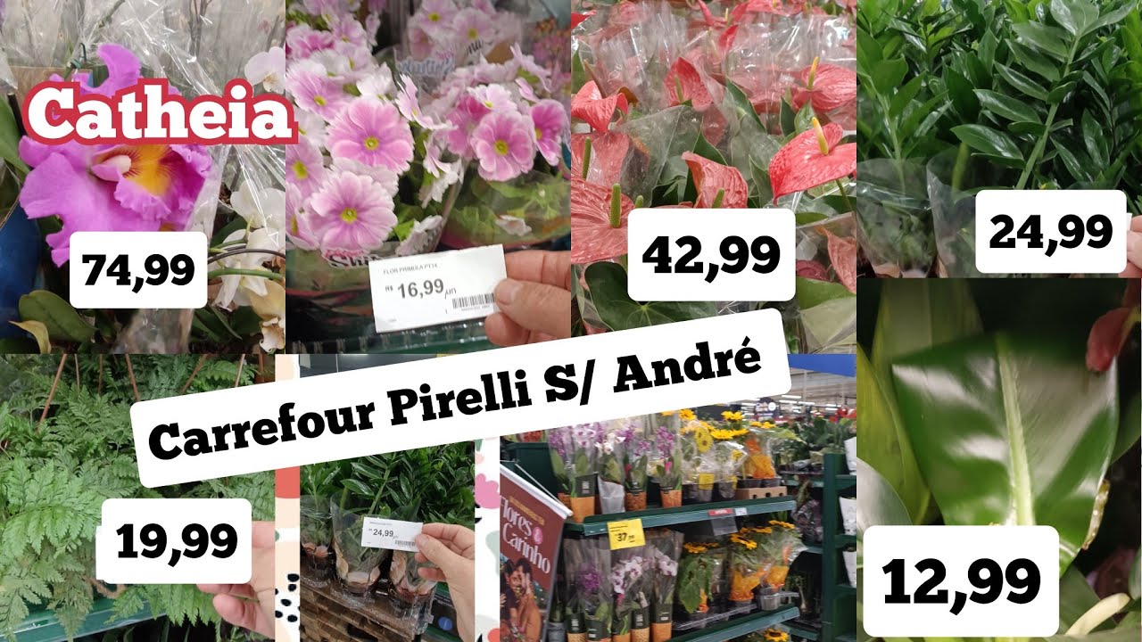 COMPREI DE PLANTAS NO CARREFOUR PIRELLI S/André Plantas Super promoção ...