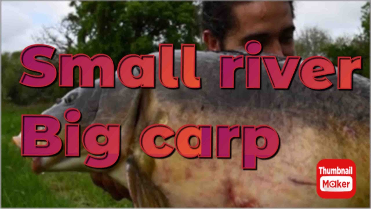 River Carp fishing - Catch more from your local river! - YouTube